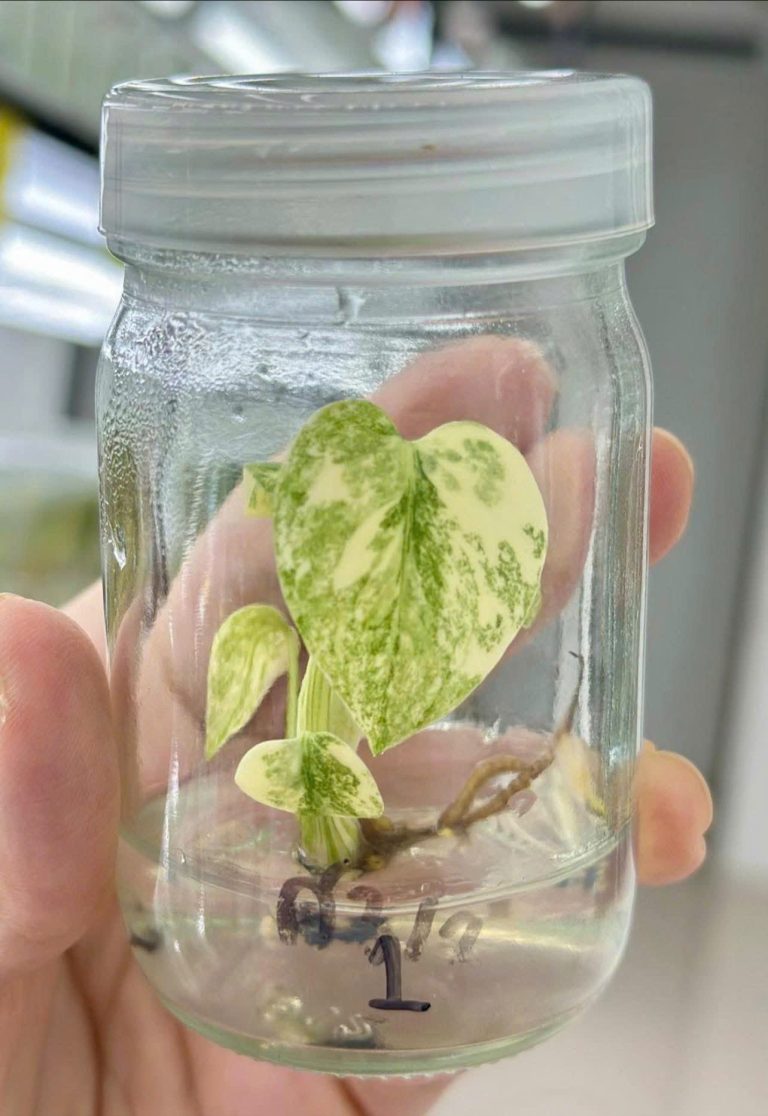 Tissue Culture Monstera Legacy variegated | Rare Variegated | Greenboog