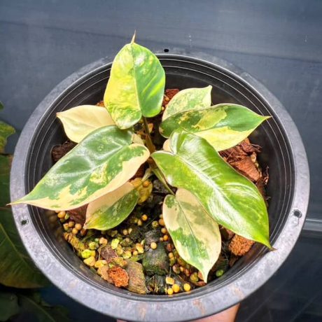 Aroids Plants List Exploring the Fascinating World of Rare Aroids