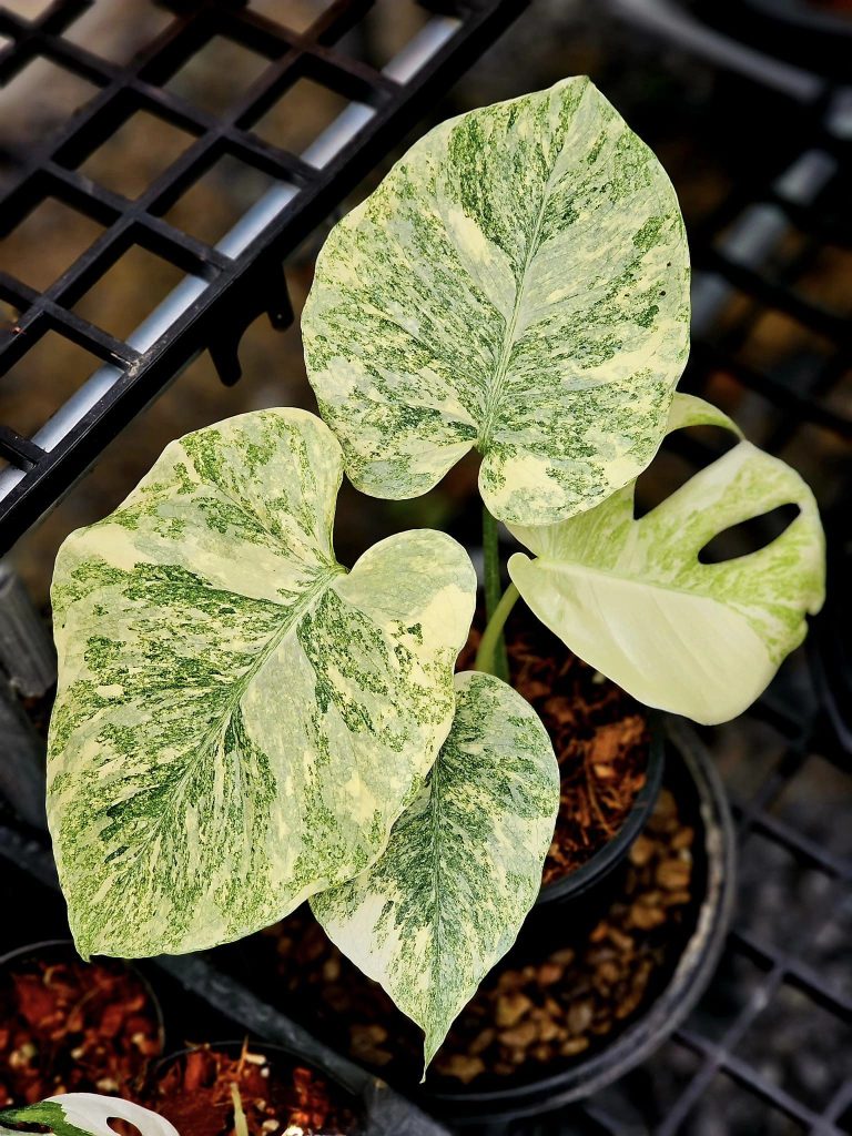 Tissue Culture Monstera Legacy variegated | Rare Variegated | Greenboog