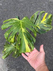 Rare Monstera deliciosa 'Electrolyte' Limited from Thailand on Sale