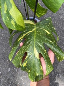 Rare Monstera deliciosa 'Electrolyte' Limited from Thailand on Sale