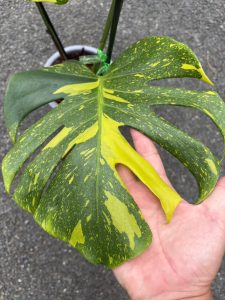 Rare Monstera deliciosa 'Electrolyte' Limited from Thailand on Sale