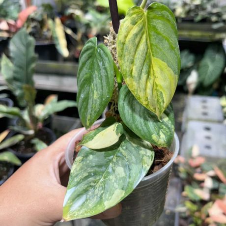 Aroids Plants List Exploring the Fascinating World of Rare Aroids