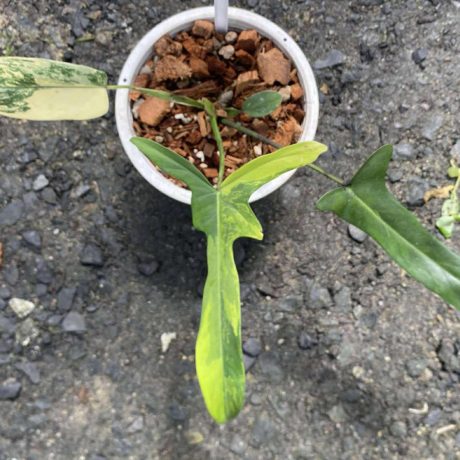 Aroids Plants List Exploring the Fascinating World of Rare Aroids