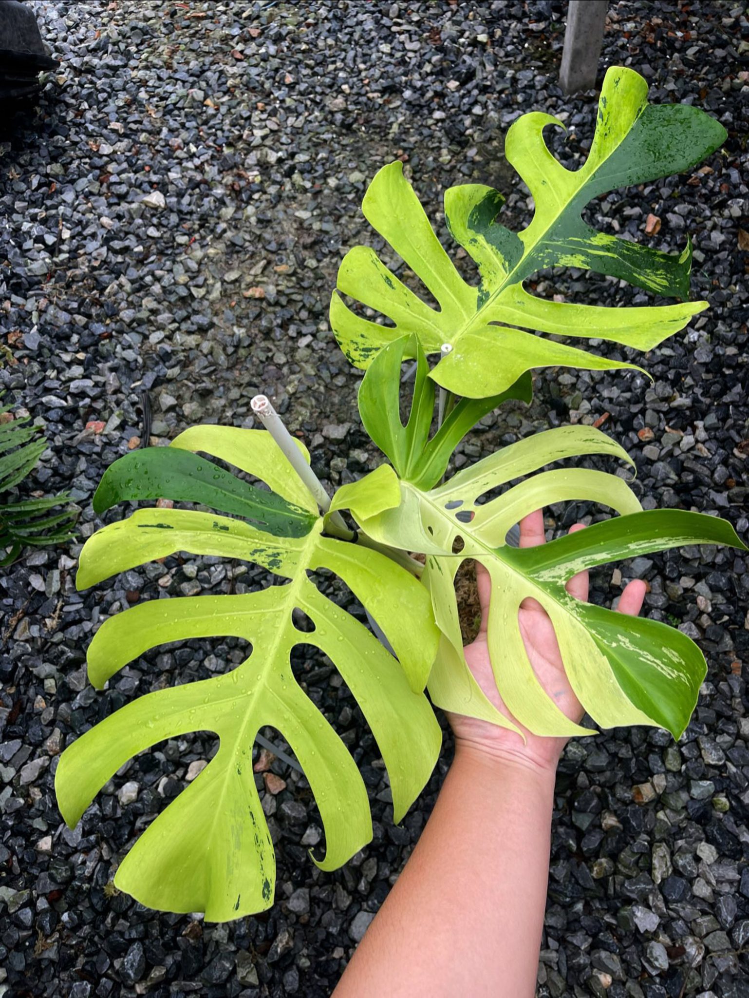 Monstera Light Lime Variegated 6" pot | Greenboog