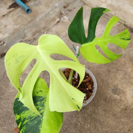 Uncover the Secrets of Monstera Peru Variegated - Rare Plant Guide