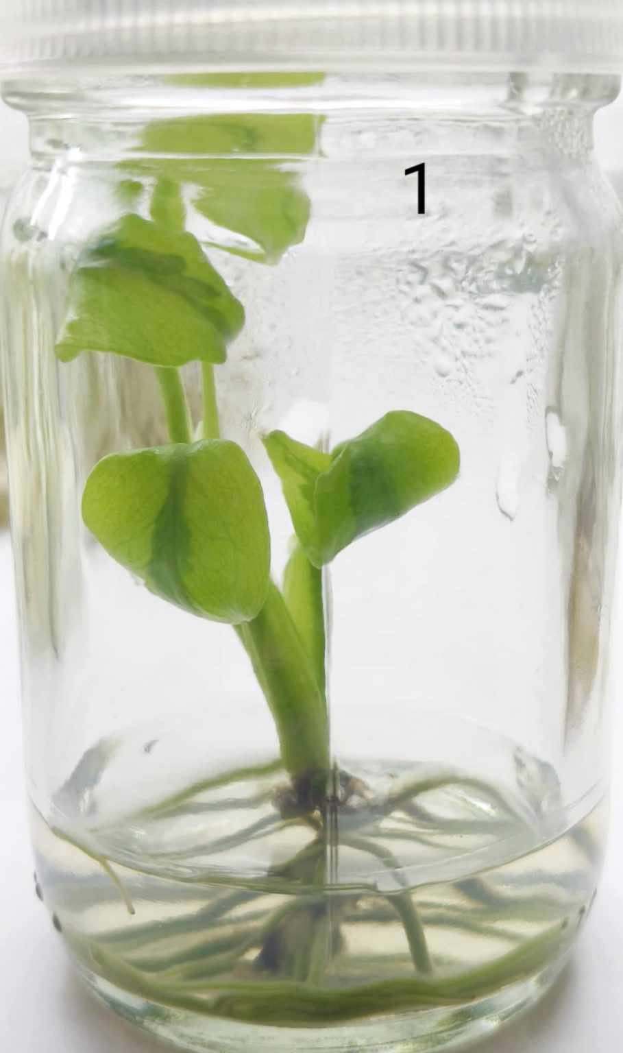 Tissue culture Monstera deliciosa mutation No.ID 1 plant | Greenboog