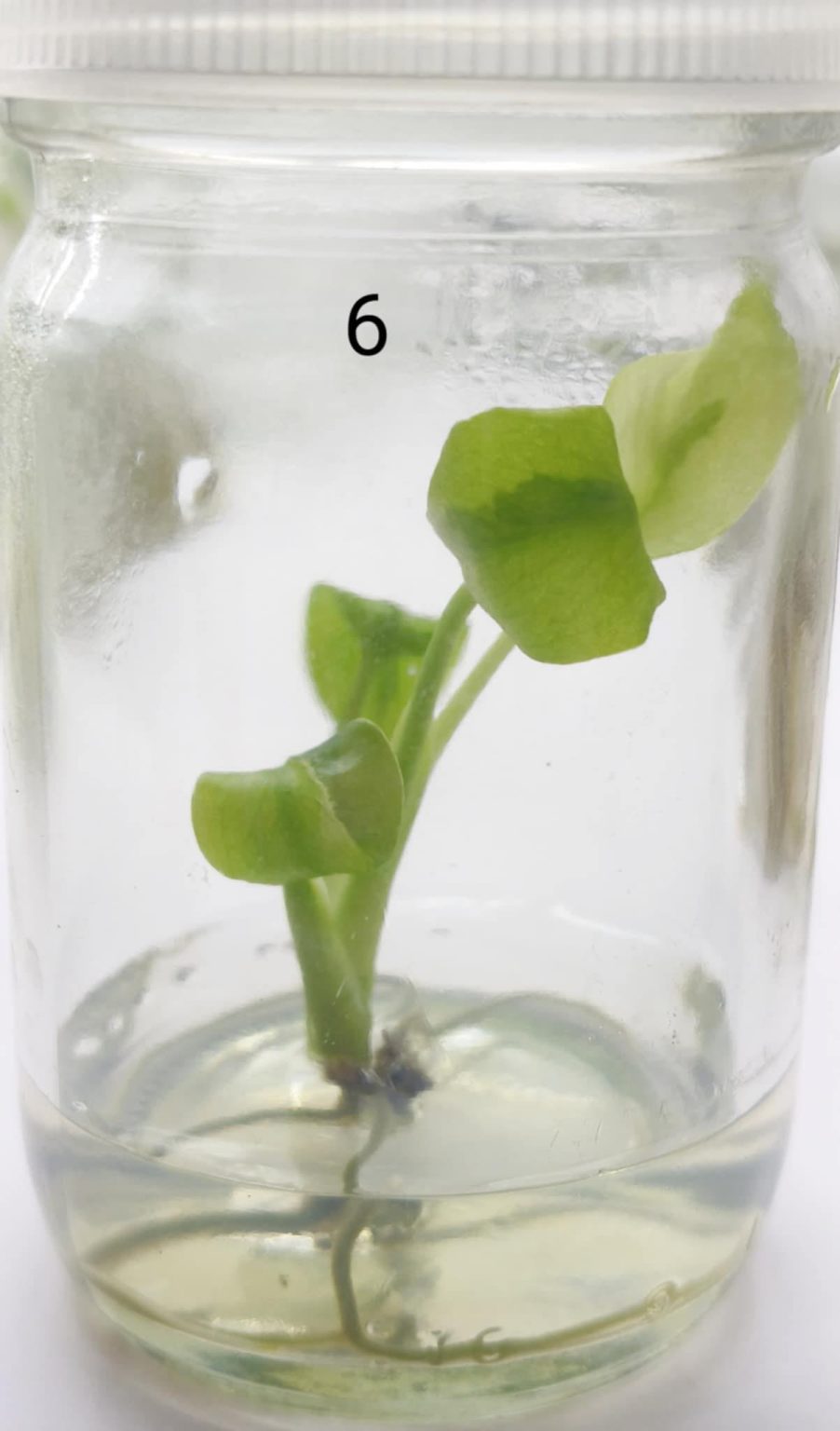 Tissue culture Monstera deliciosa mutation No.ID 1 plant | Greenboog