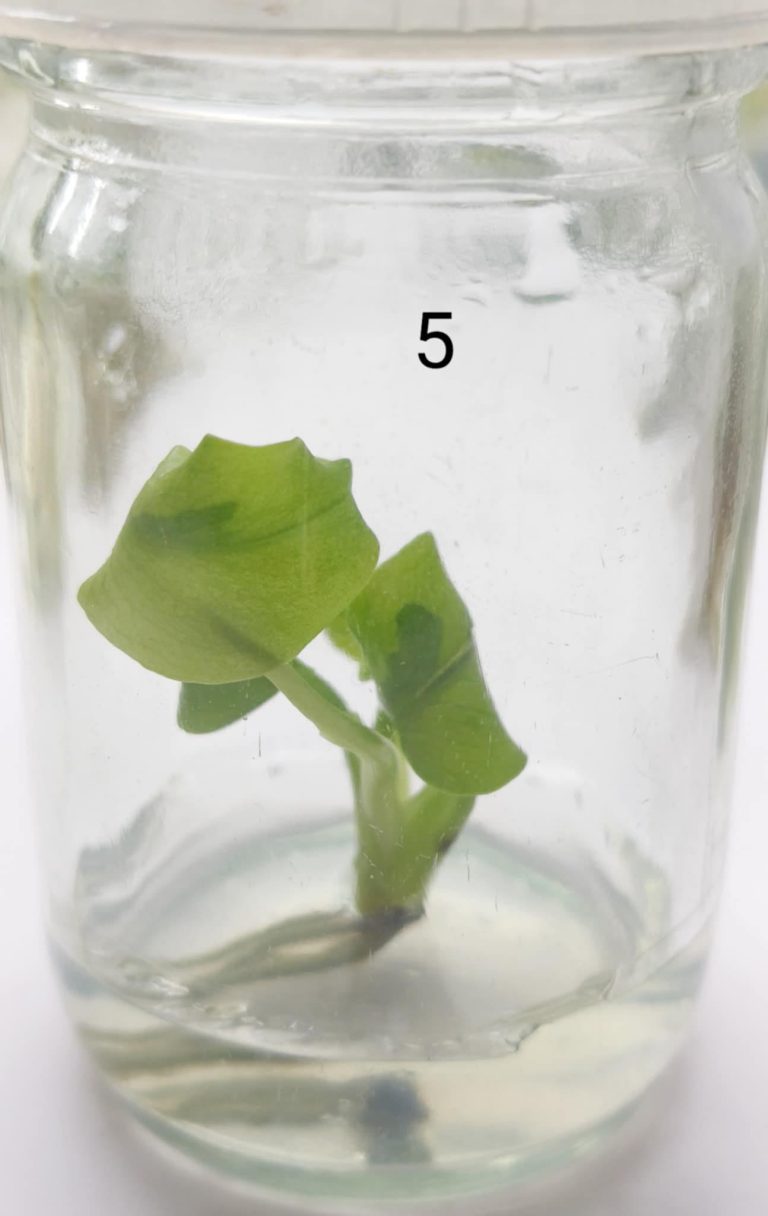 Tissue culture Monstera deliciosa mutation No.ID 1 plant | Greenboog