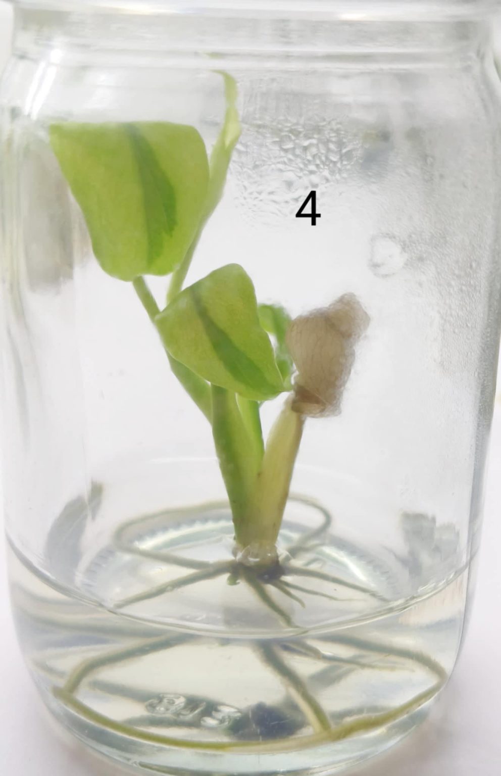 Tissue culture Monstera deliciosa mutation No.ID 1 plant | Greenboog