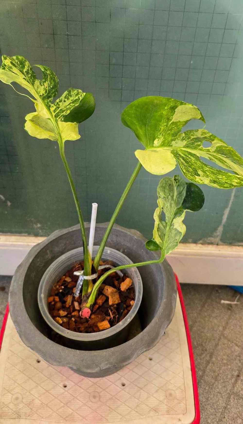 Monstera Ocean Lava | Super Rare Monstera | GreenBoog