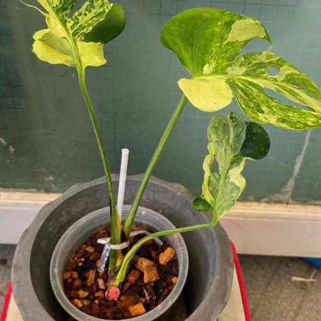 5 Secrets of the Rare Monstera Obliqua Peru: Elevate Your Plant Game