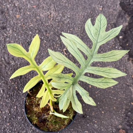 5 Facts About Monstera Toxicity: Is Your Plant Safe?