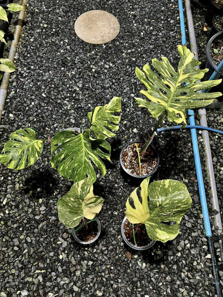 Rare Monstera deliciosa 'Electrolyte' Limited from Thailand on Sale