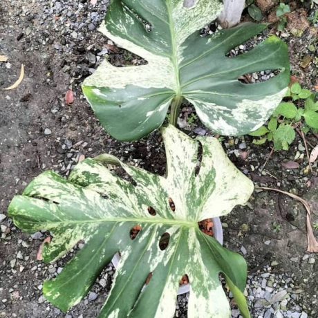 5 Facts About Monstera Toxicity: Is Your Plant Safe?