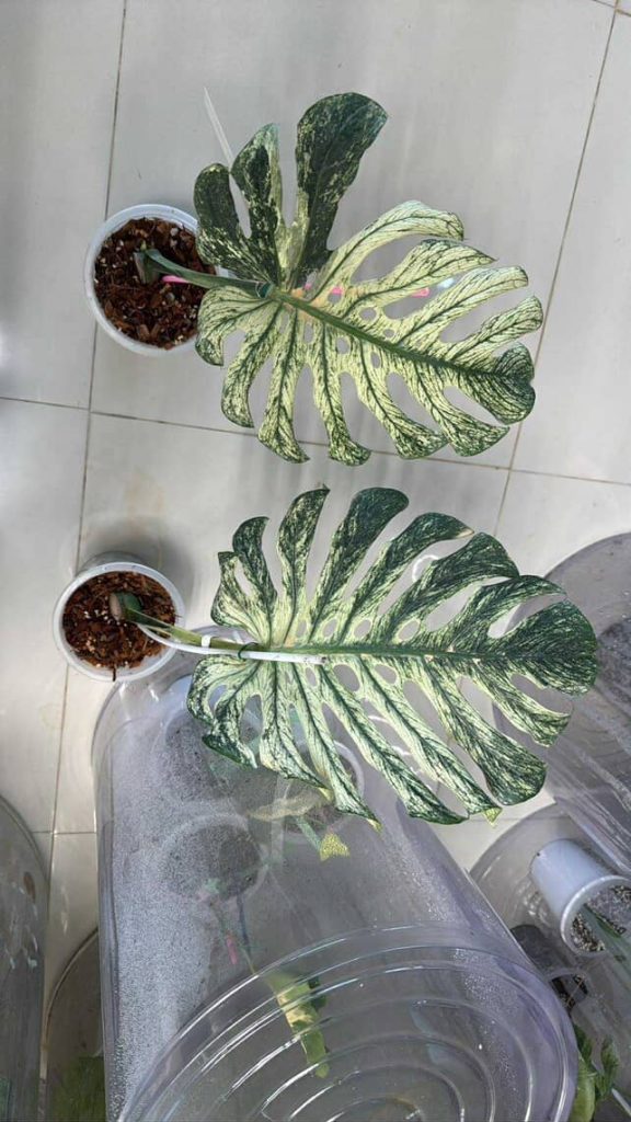 Rare Monstera Devil Monster Limited from Thailand on Sale