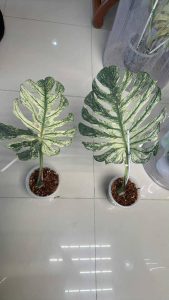 Rare Monstera Devil Monster Limited from Thailand on Sale