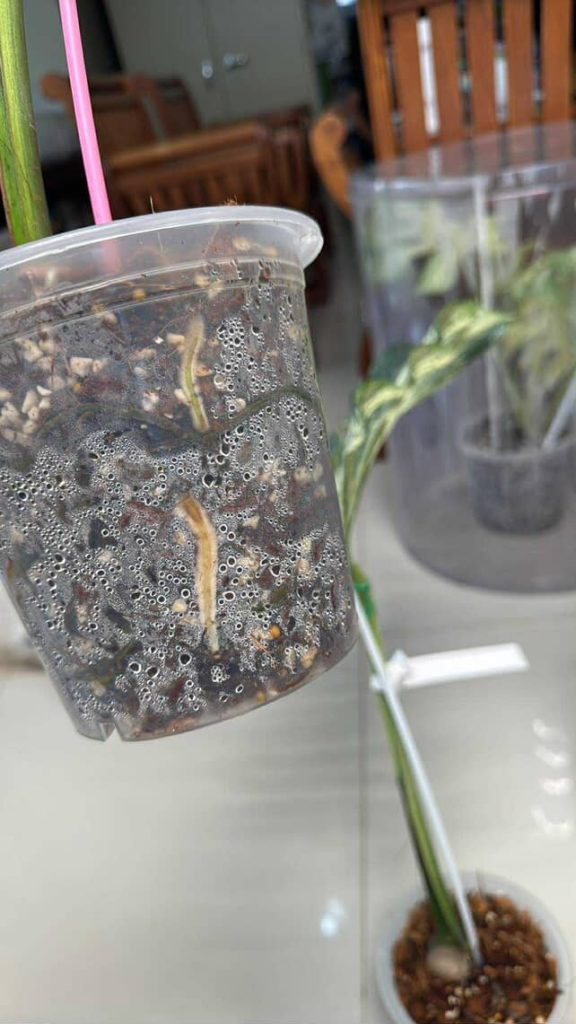 Rare Monstera Devil Monster Limited from Thailand on Sale