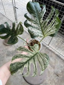 Rare Monstera Devil Monster Limited from Thailand on Sale
