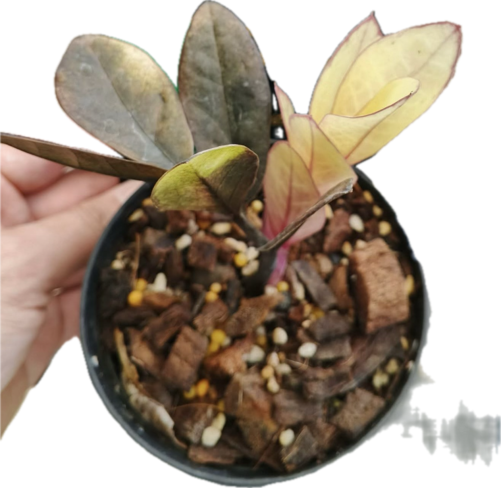 ZZ Raven Black Pink Orange Variegated Exact Plant