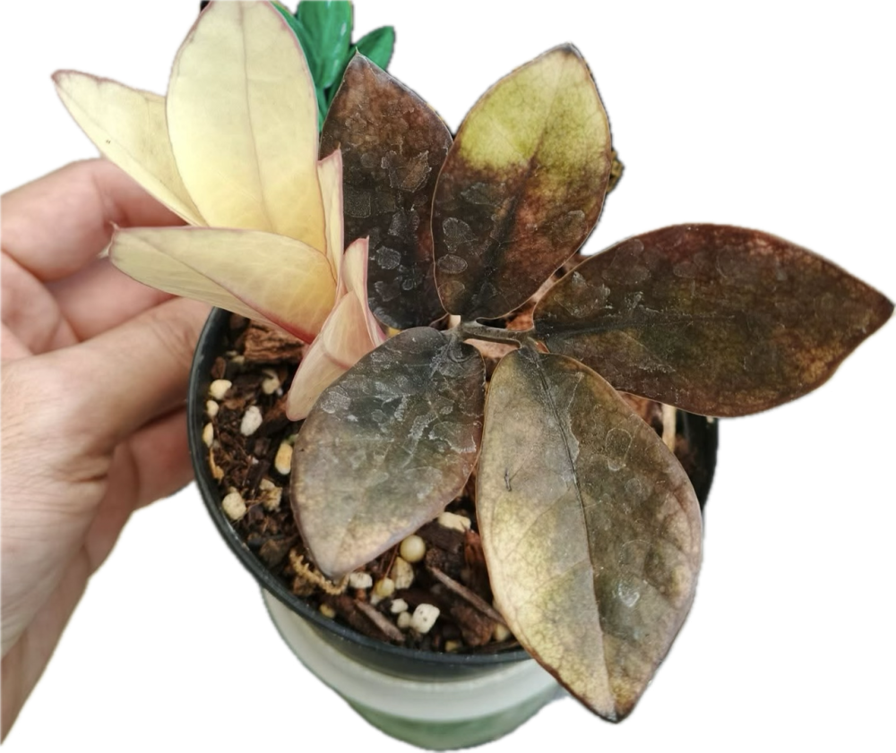 ZZ Raven Black Pink Orange Variegated Exact Plant