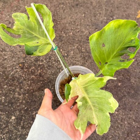 Alocasia Scalprum 101: Growing the Exotic Scalpel Plant Indoors