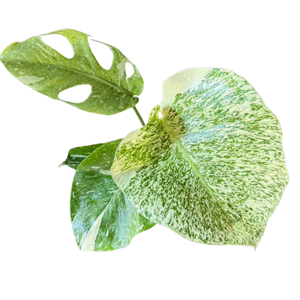 Aroids Plants List Exploring the Fascinating World of Rare Aroids