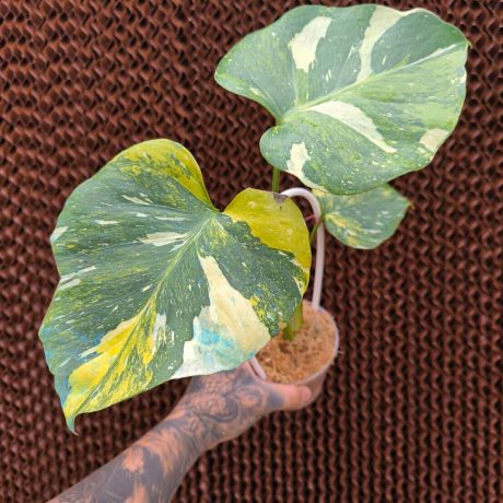 Aroids Plants List Exploring the Fascinating World of Rare Aroids